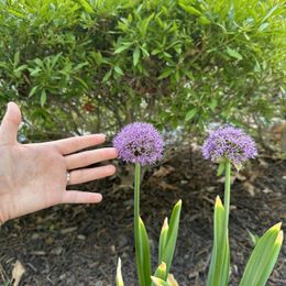 gladiator allium zone