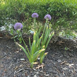 gladiator allium zone